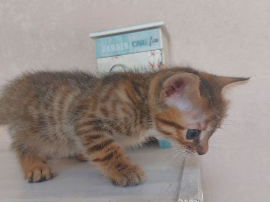 Котята Бенгальские(помесь) продаются