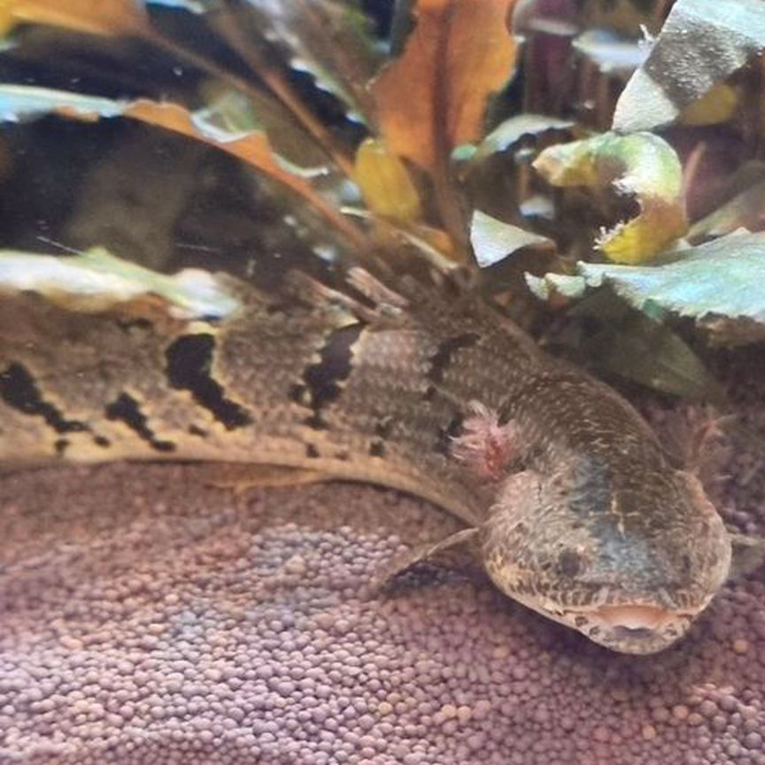 Полиптерус дельгези