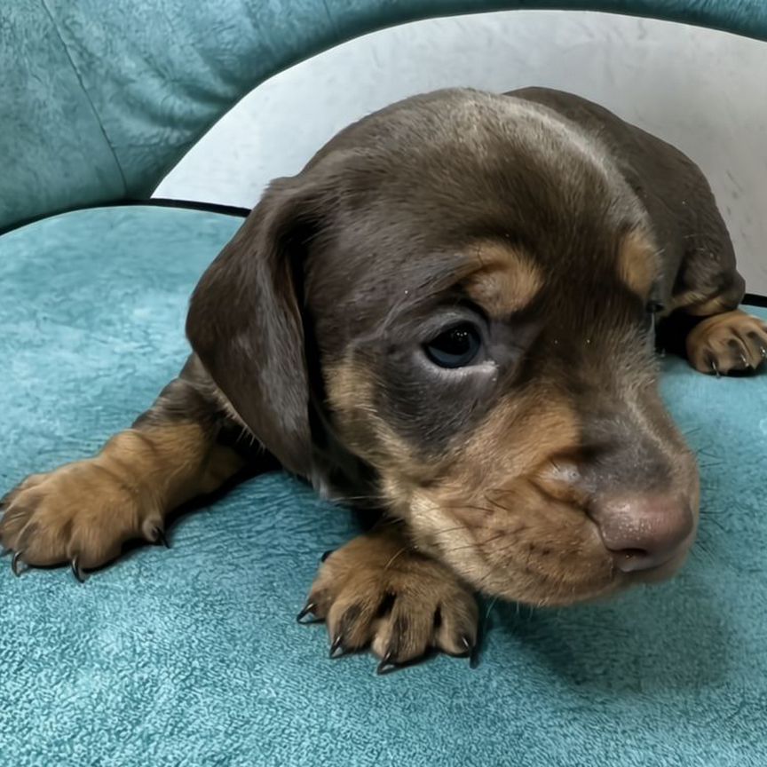 Такса, щенок