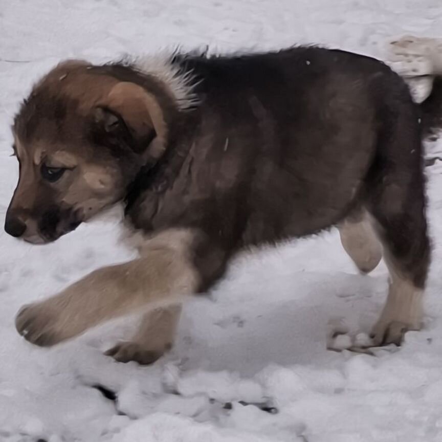 Аиди, щенок