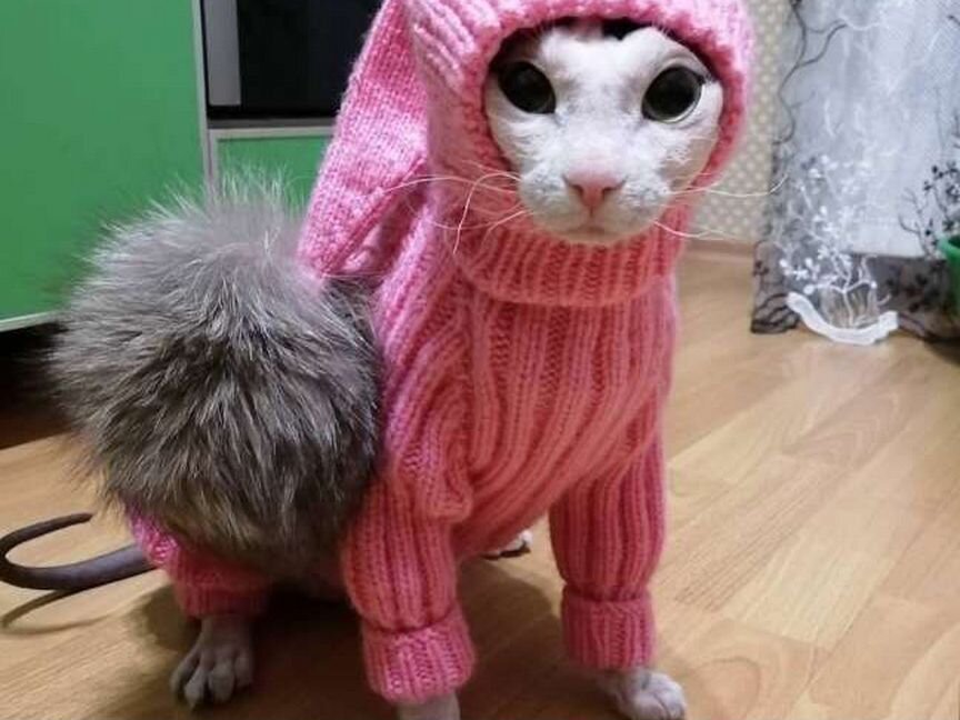 Одежда на сфинкса