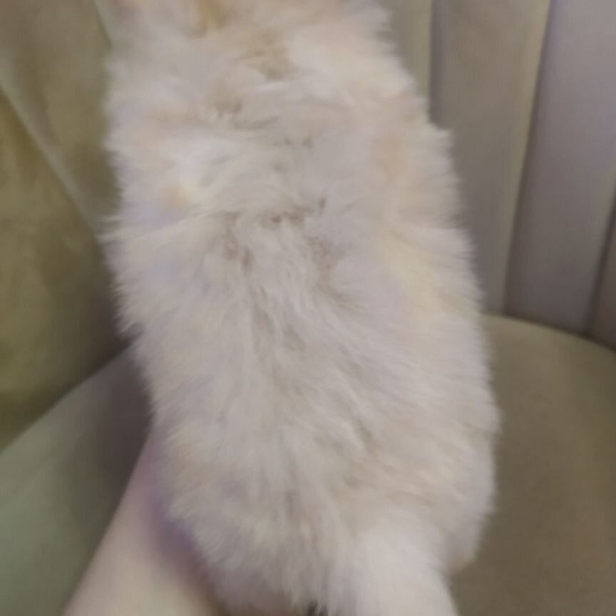 Пушистый колобочек