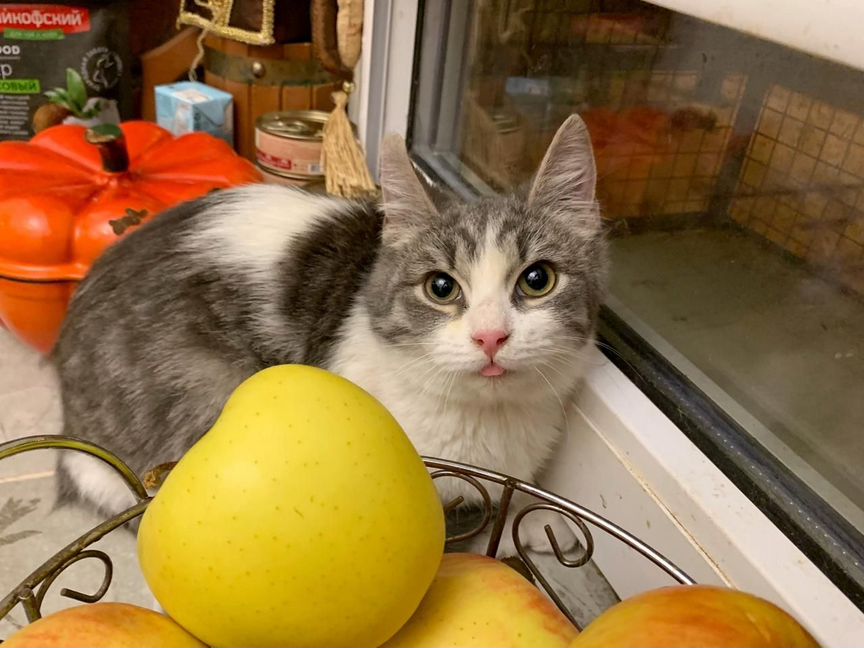 Котенок мальчик