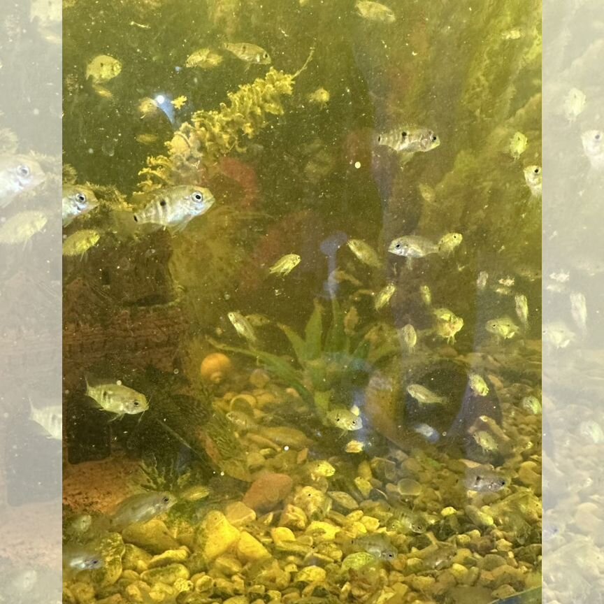 Аквариумные рыбки