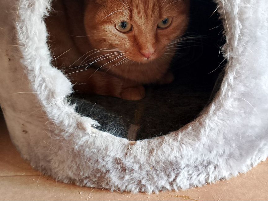 Рыжий уютный котик Сэм в поисках дома