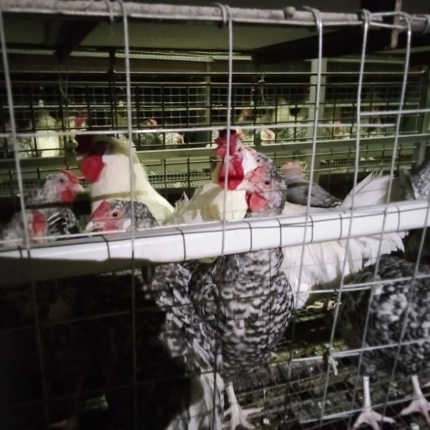 Инкубационное яйцо пушкинской породы кур