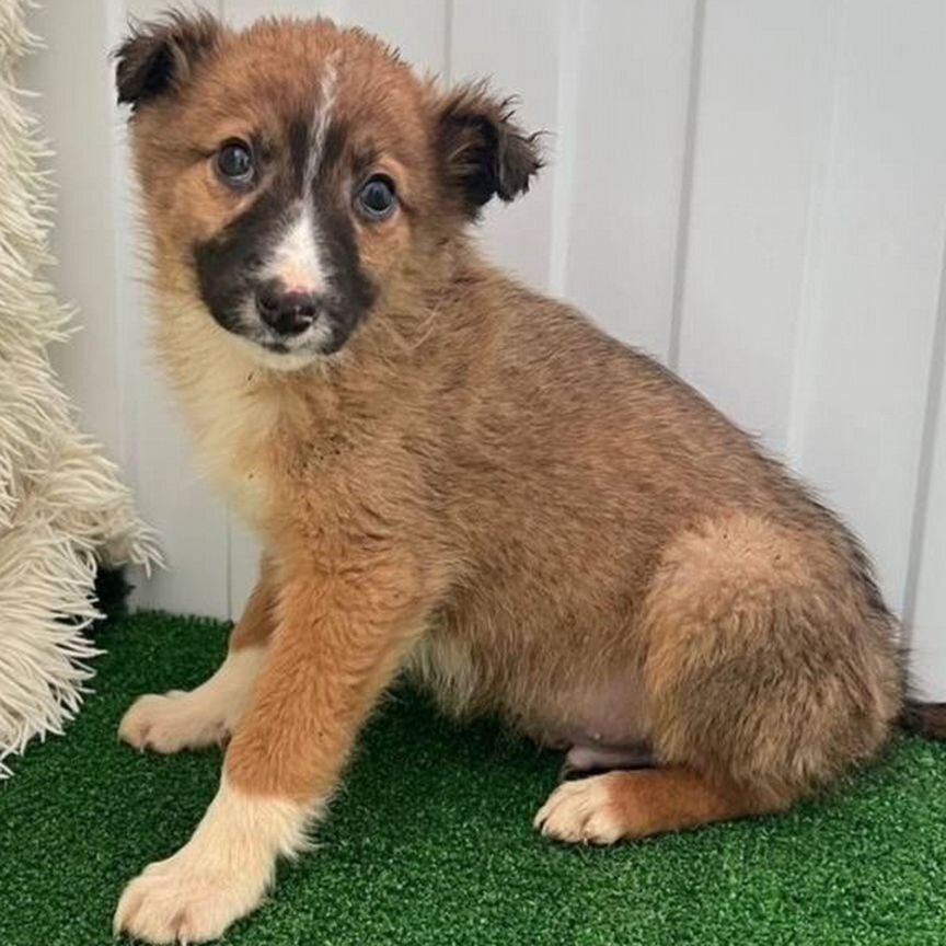 Английская овчарка, щенок