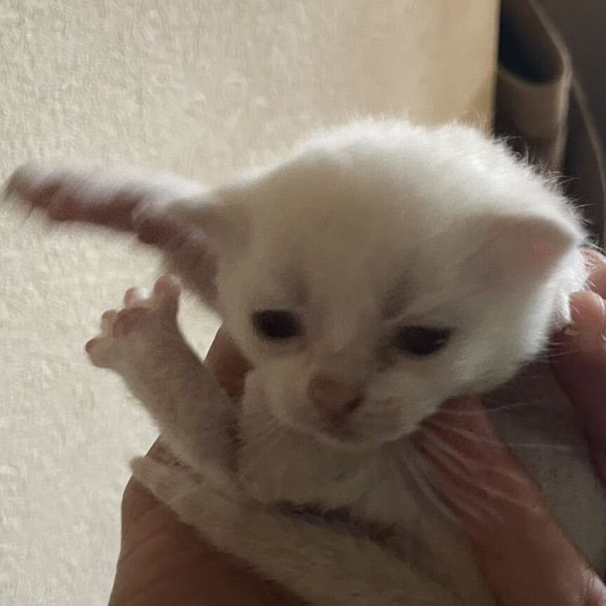 Котята породистые бесплатно