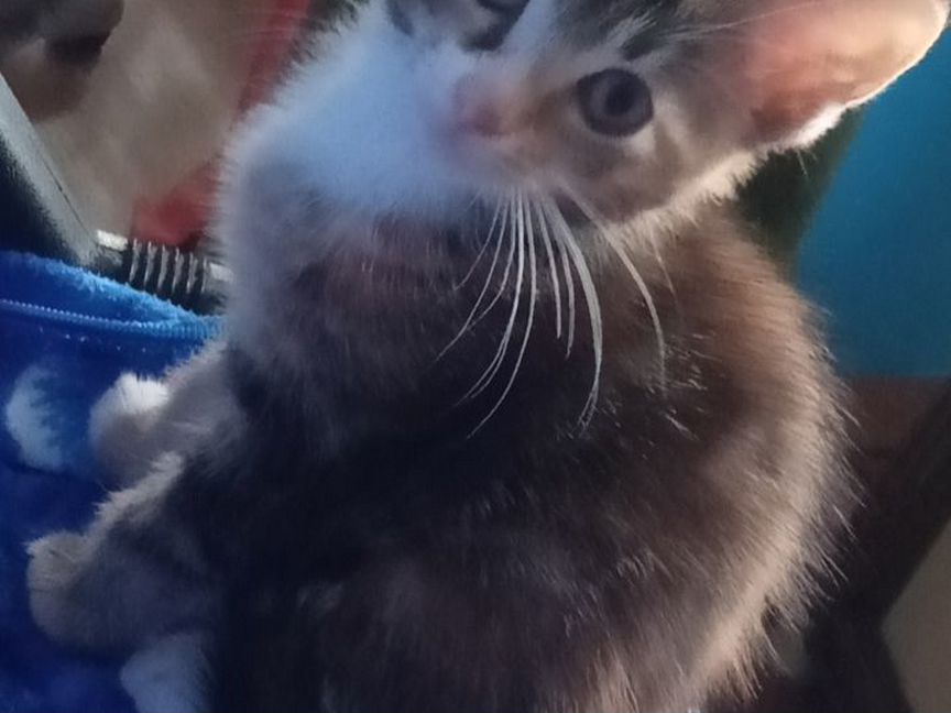 Котенок