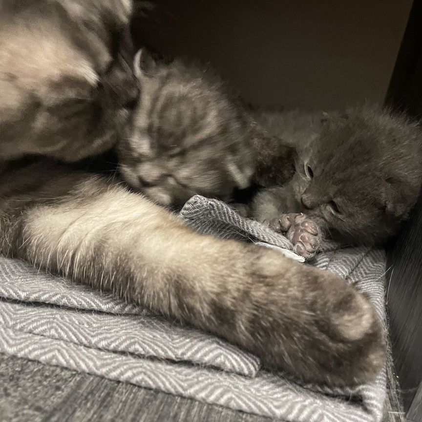 Шотландский вислоухий короткошёрстный котёнок