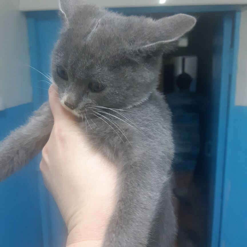 Кошечка в добрые руки