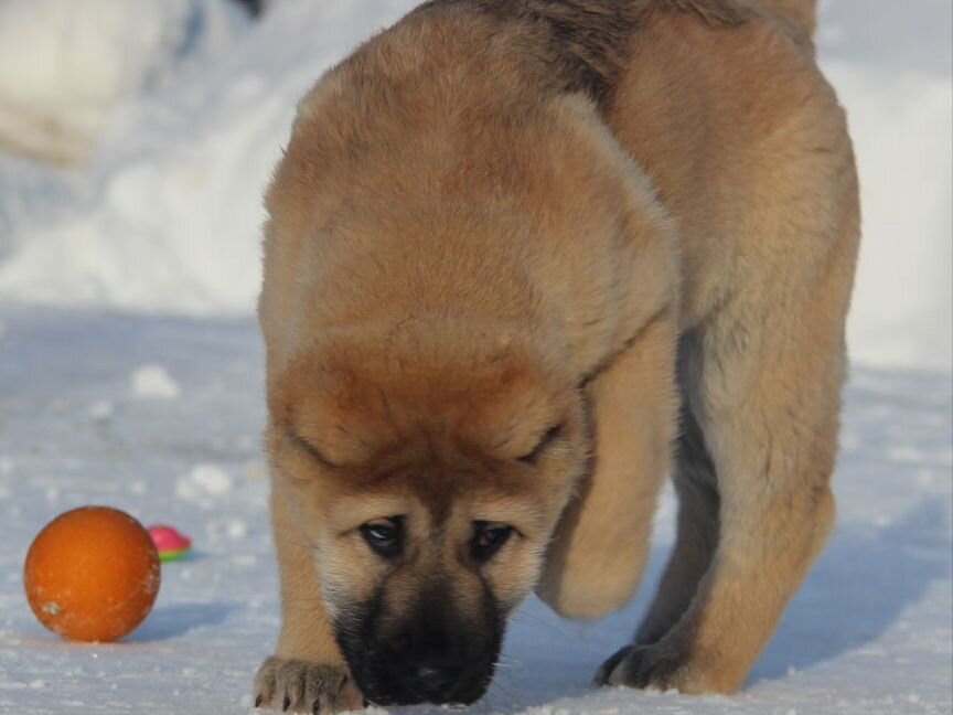 Среднеазиатская овчарка