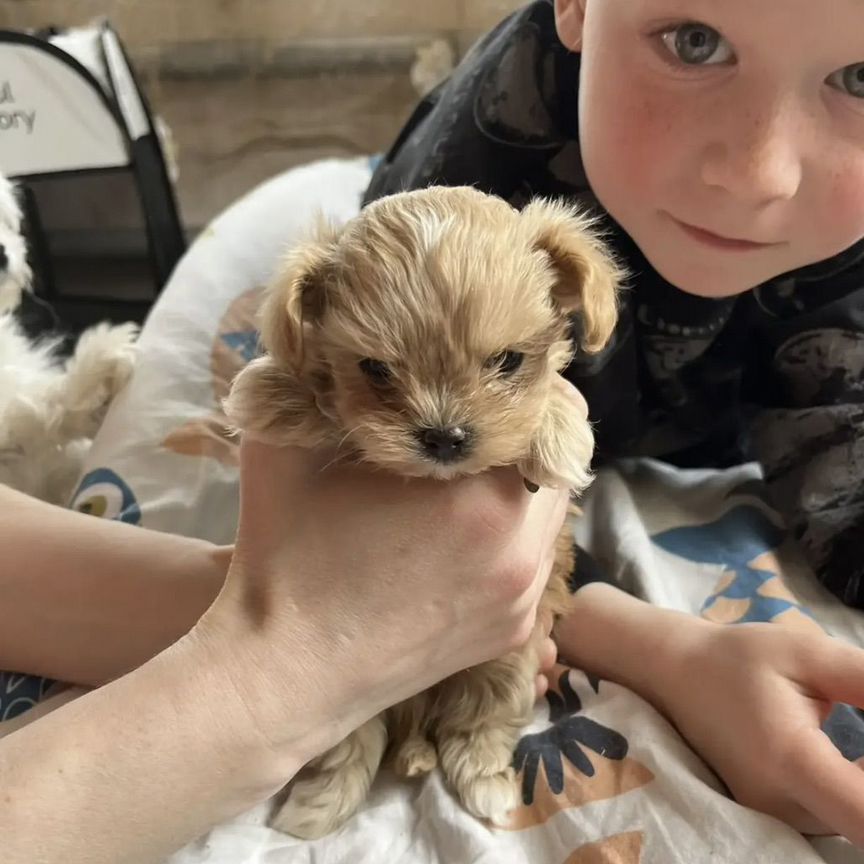 Мальтипу, щенок