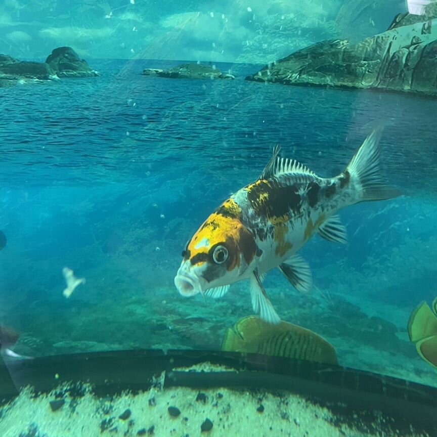 Рыба карп кои