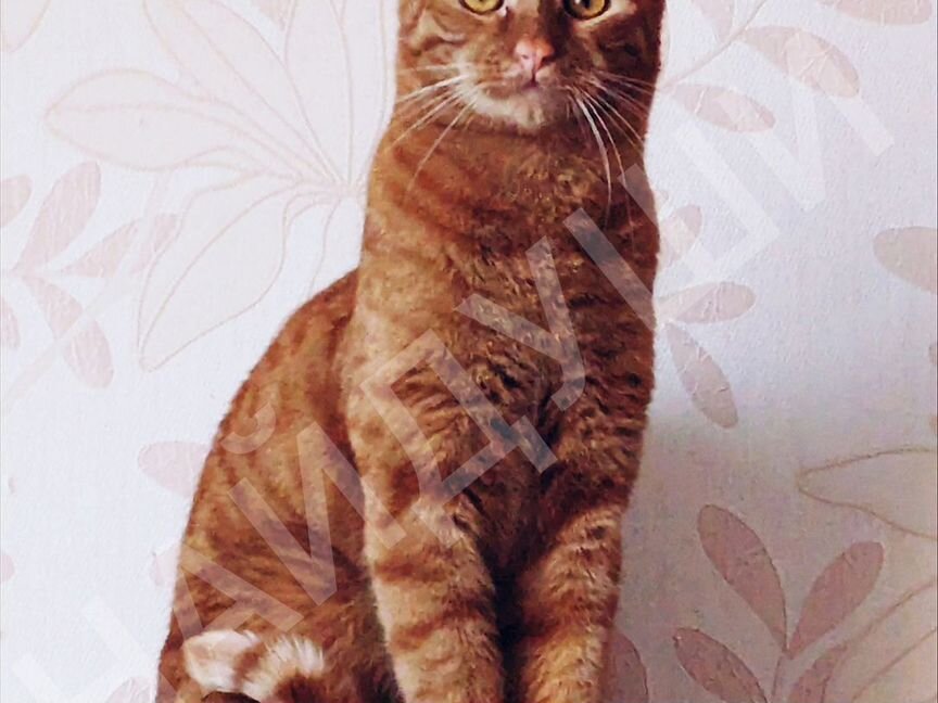 Котик Рыжулик ищет дом