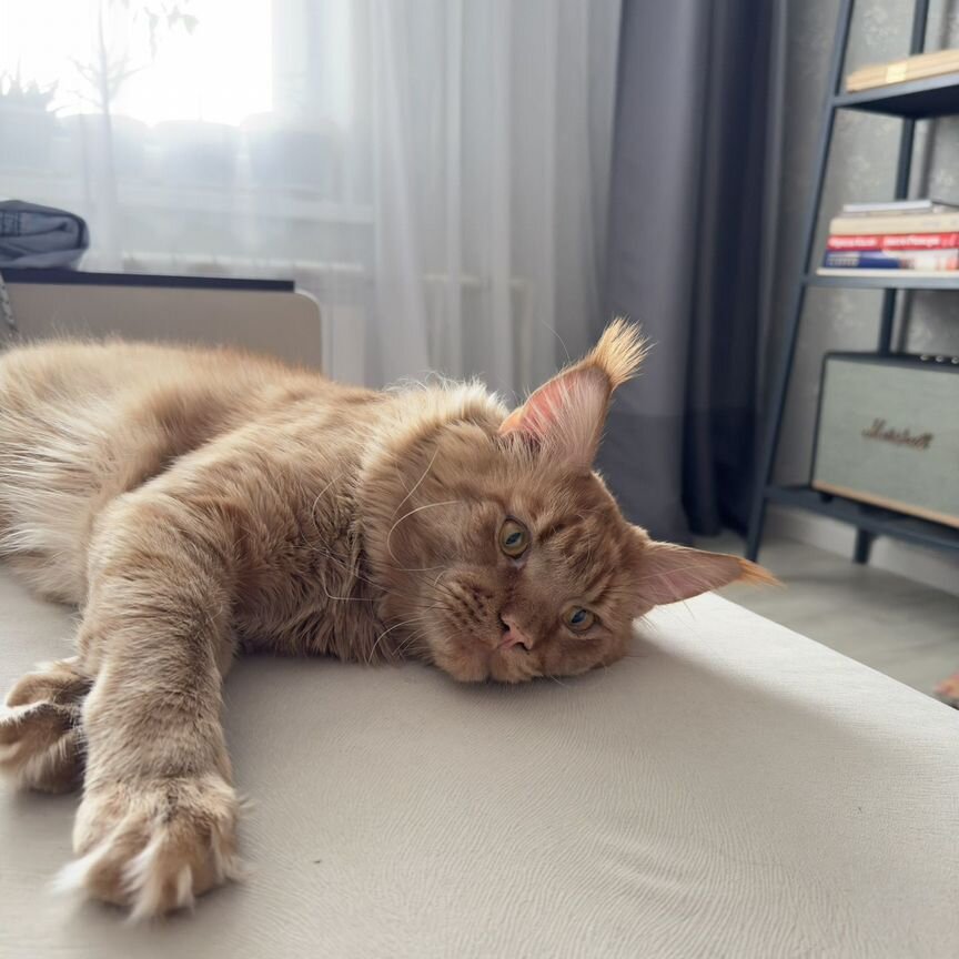 Вязка мейн кун рыжий кот