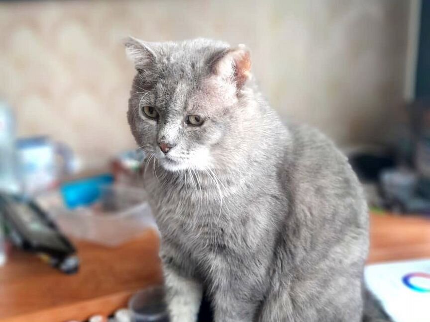 Кошка