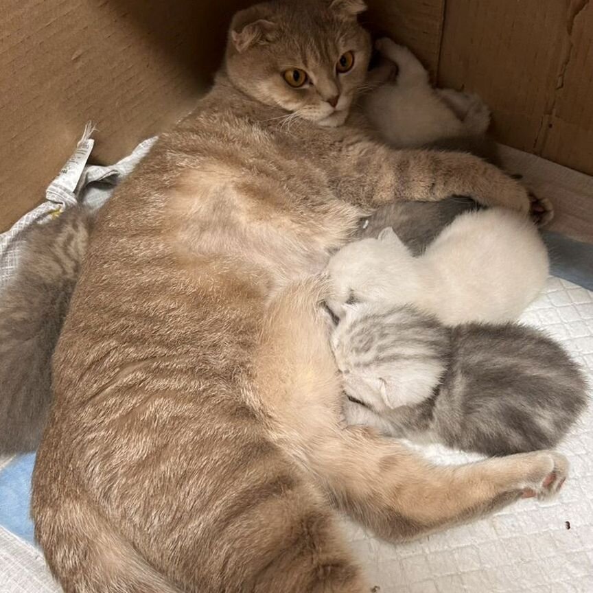 Британские котята