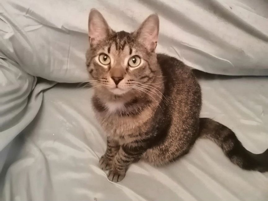 Кот в добрые руки