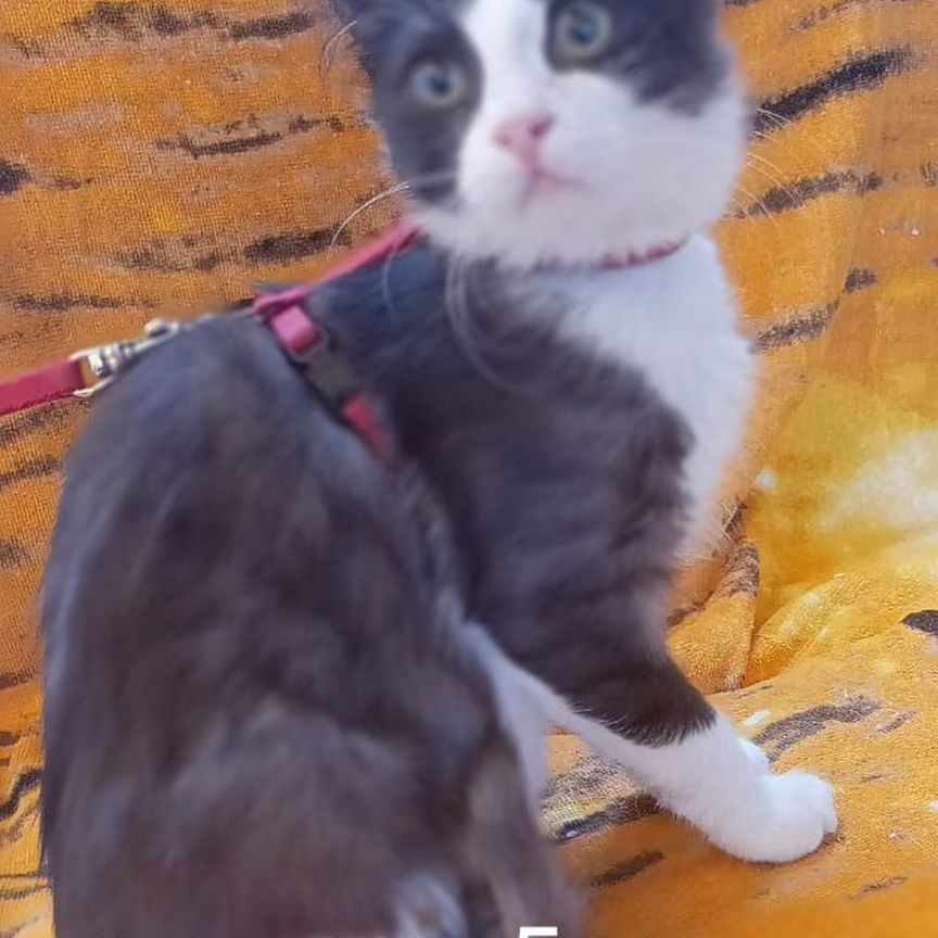 Супер ласковый котик