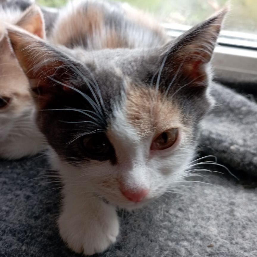 Котёнок от частного владельца