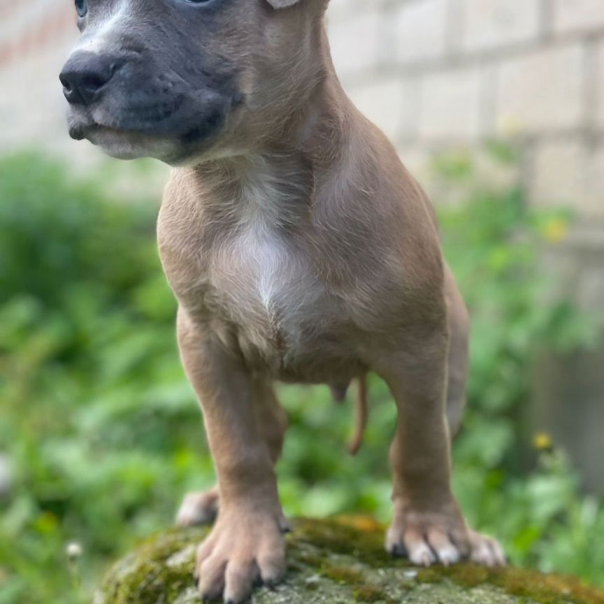 Ам.булли щенок