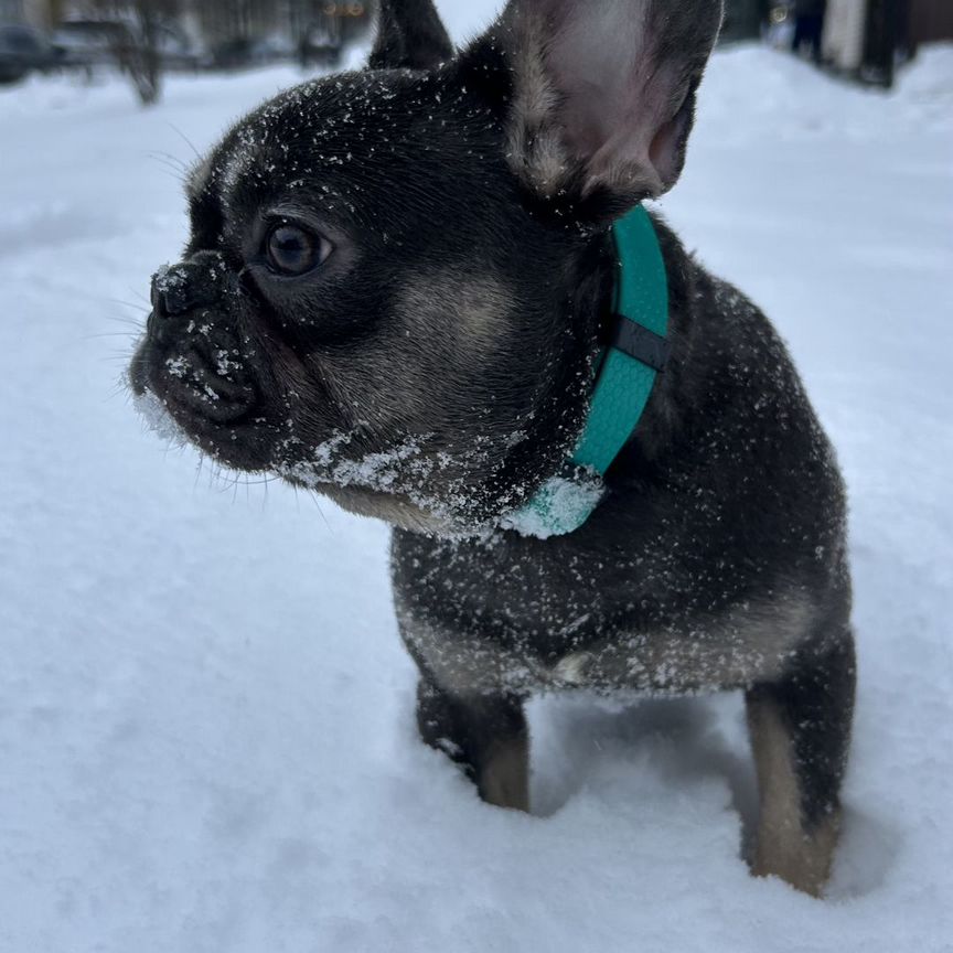 Французский бульдог, щенок