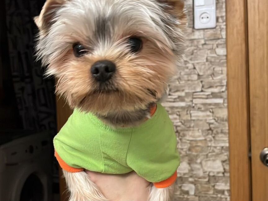 Продам йоркширского терьера