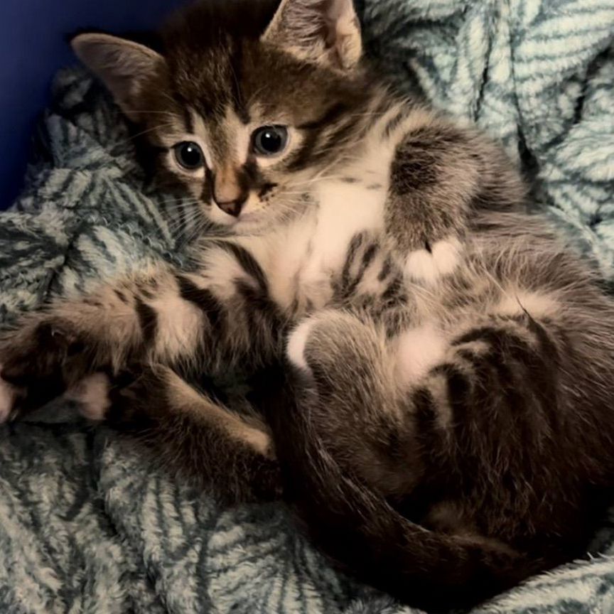 Котенок 1,5 месяца