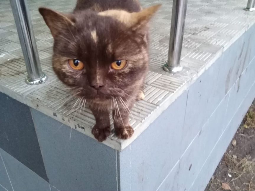 3-х цветная кошка