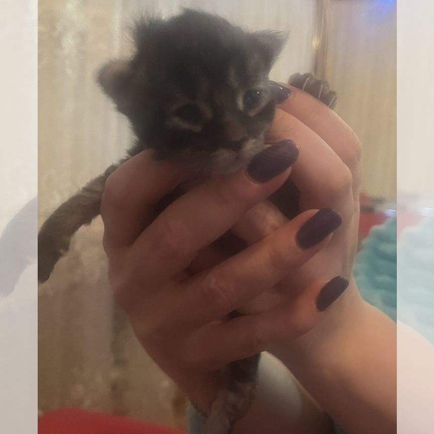 Мейн-кун котёнок