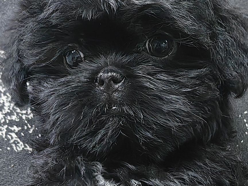 Аффенпинчер девочка