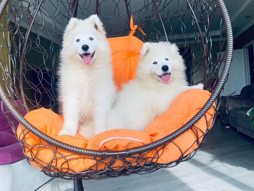 Самоедская лайка щенки