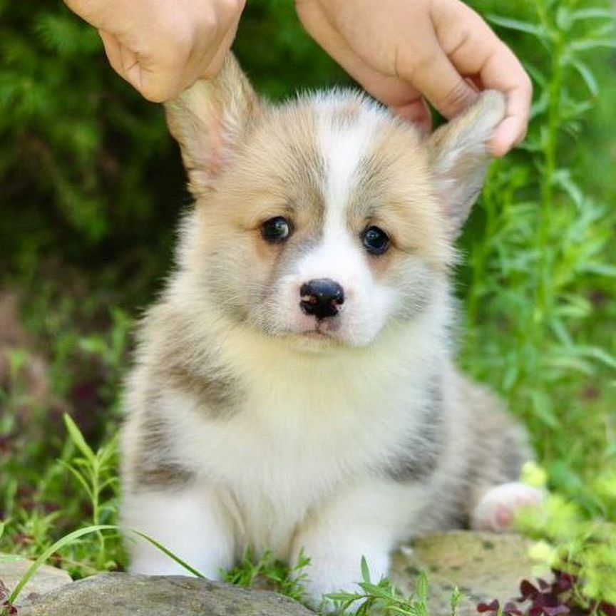 Чудесные малыши Корги