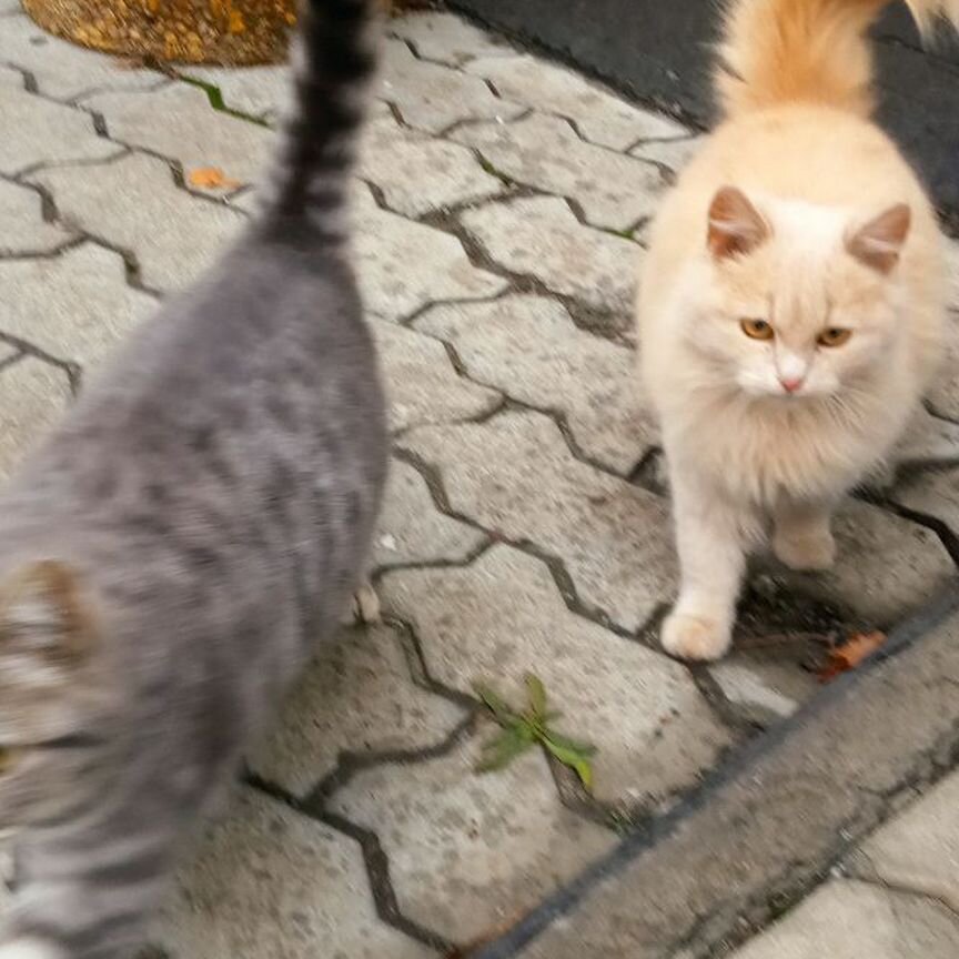Кошечки