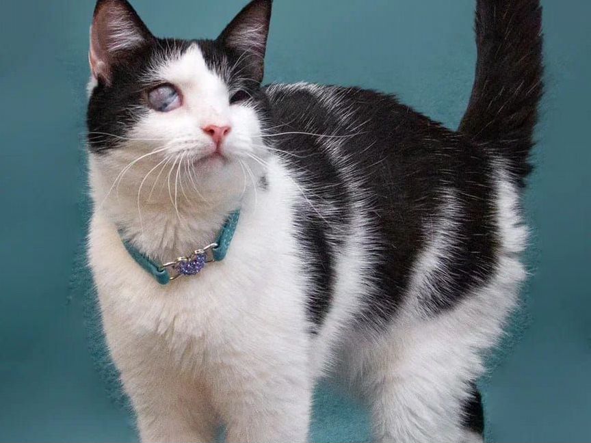 Котик Клёпа хоть куда