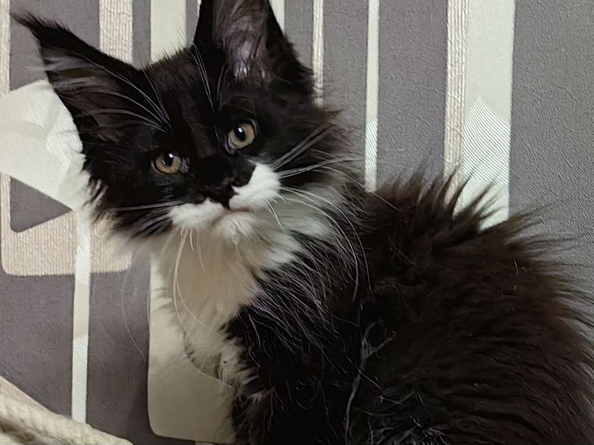 Котята мейн-кун