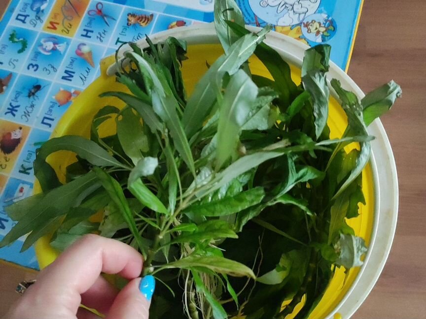 Лимонник аквариум