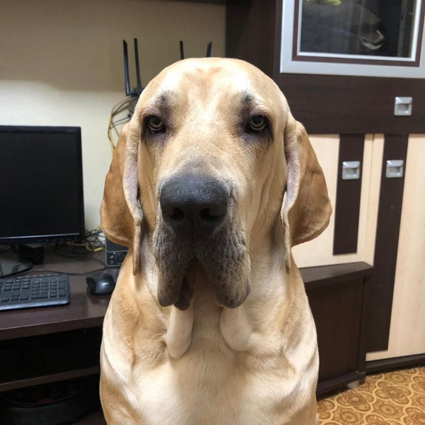 Фила бразилейро