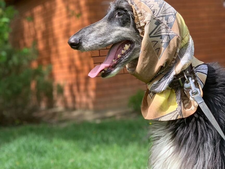 Афганская борзая