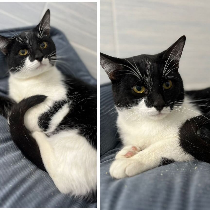 Котенок милый привитый парень