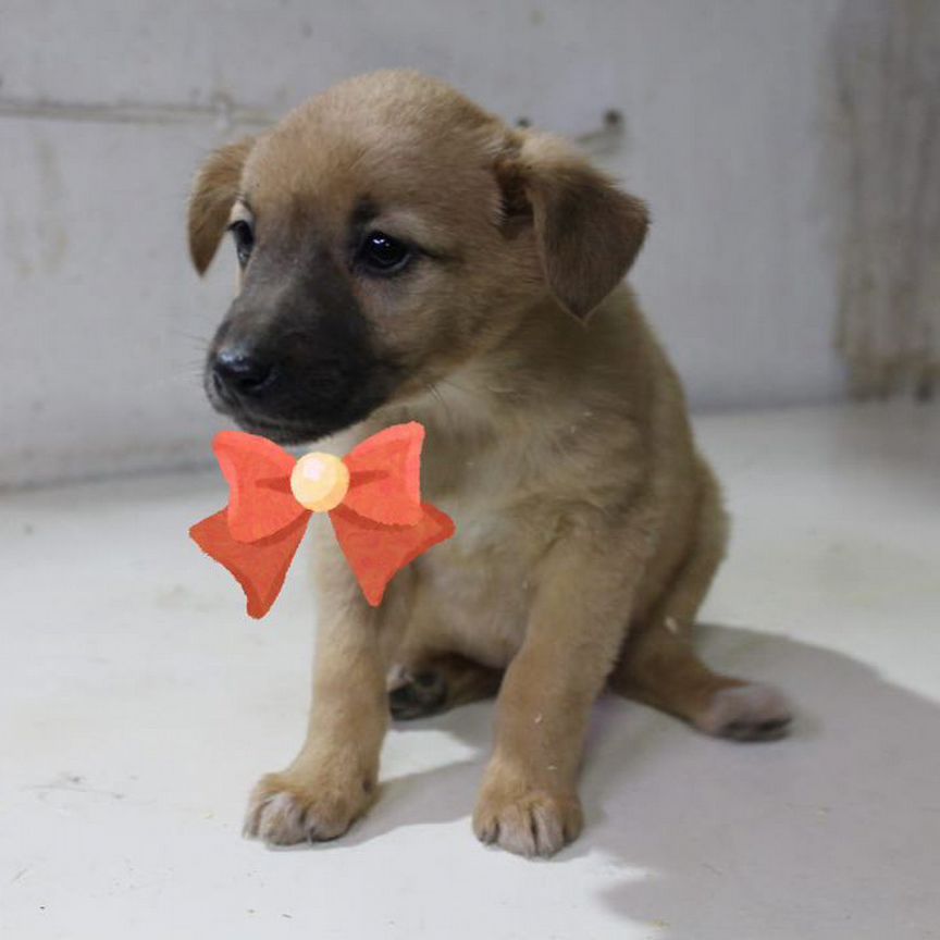 Щенули от мелкой собачки