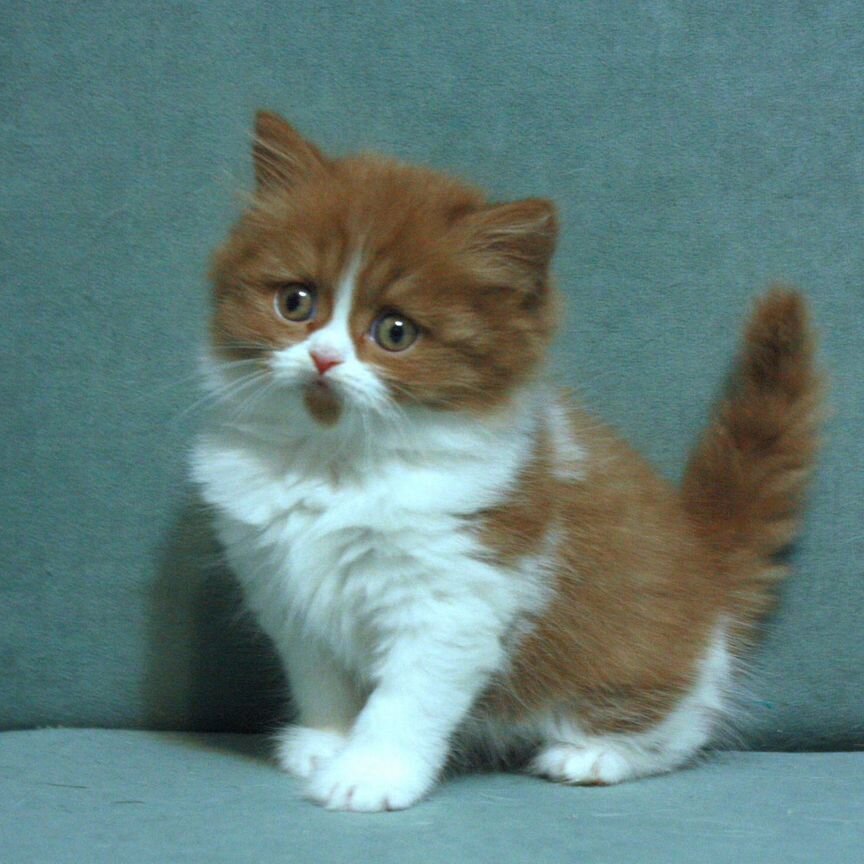 Котенок циннамон биколор