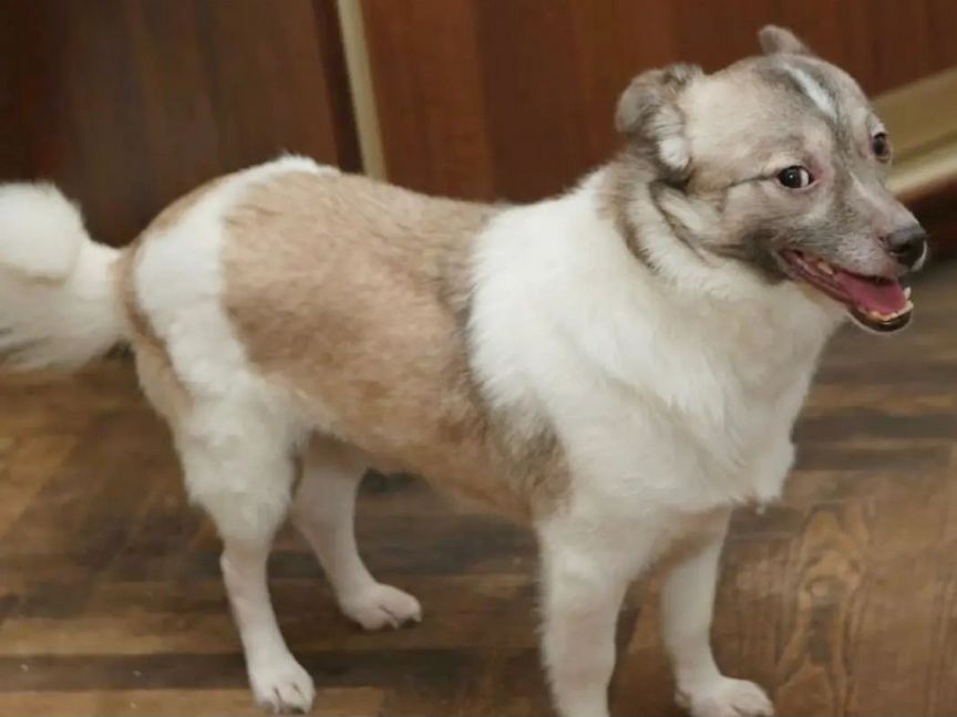 Собака Батыр в добрые ручки