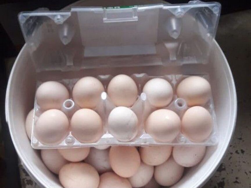 Продам домашние куриное яйцо,в любом количестве