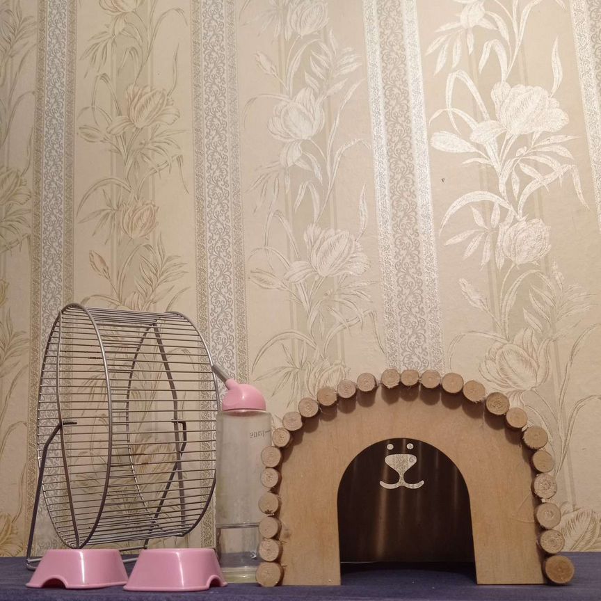 Принадлежности для грызунов, карликого ежа