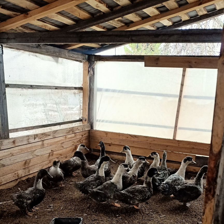 Утки, голубой фаворит