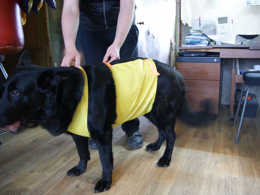 Фартук для собак