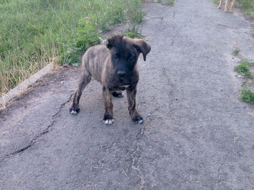 Собака в добрые руки