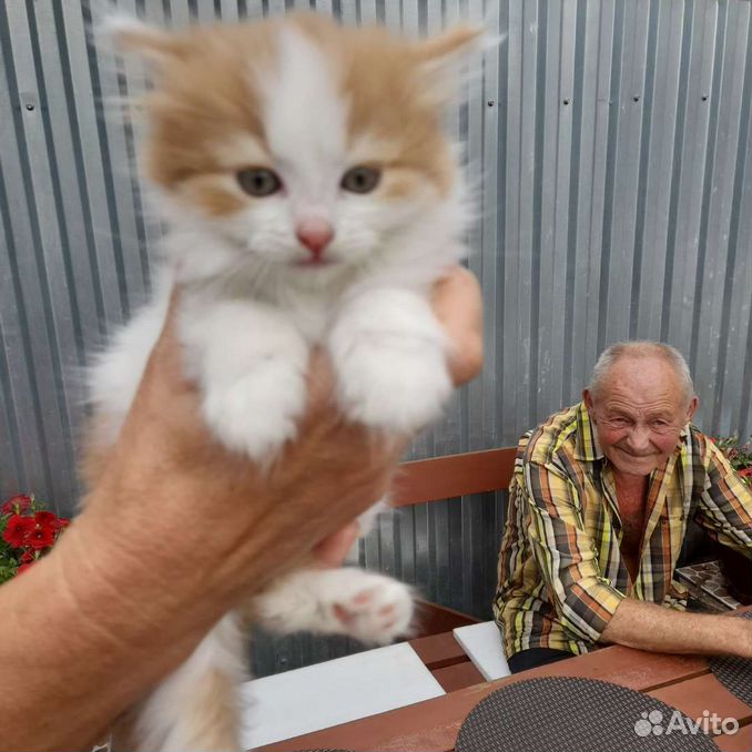 Рыжая бестия